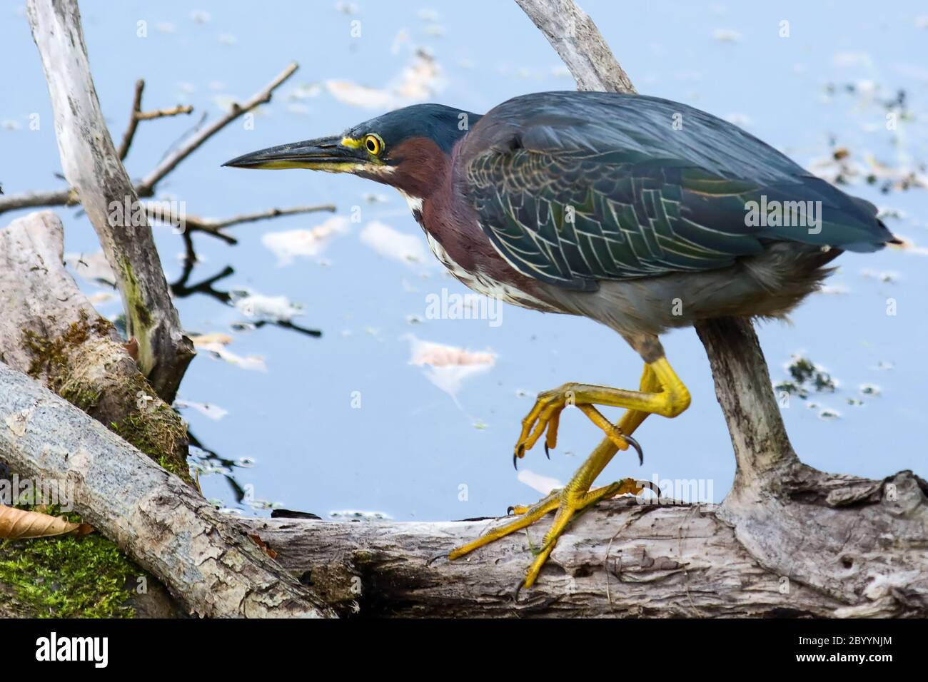 Green Heron Fishing in HDR Stock Photo - Alamy