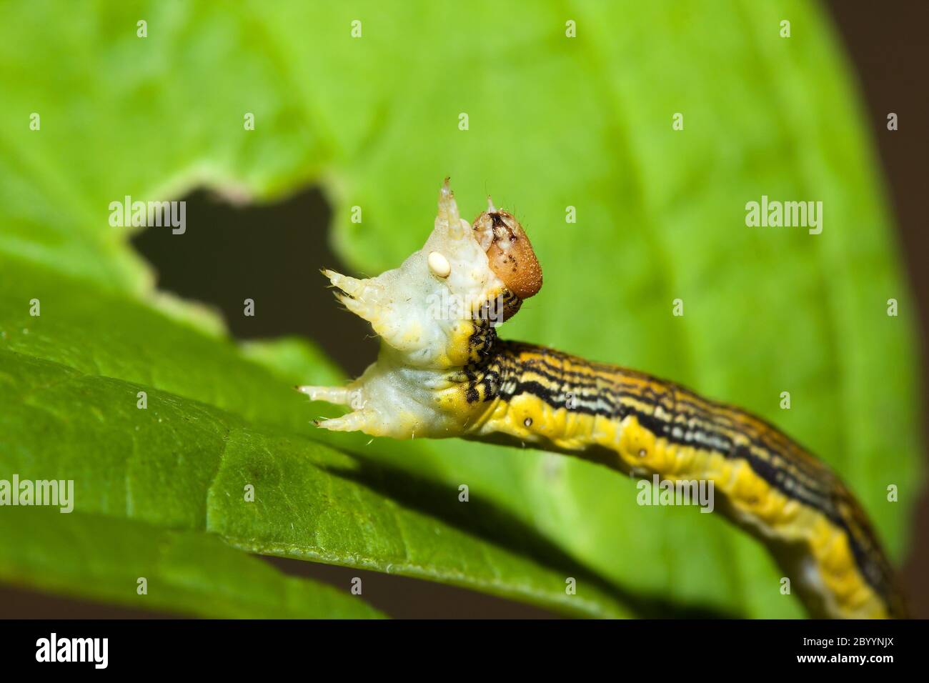 Inch Worm High Resolution Stock Photography and Images - Alamy