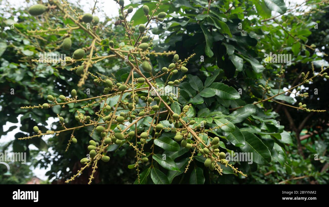 Dimocarpus longan fruit, one of the fruits with sweet taste and has ...