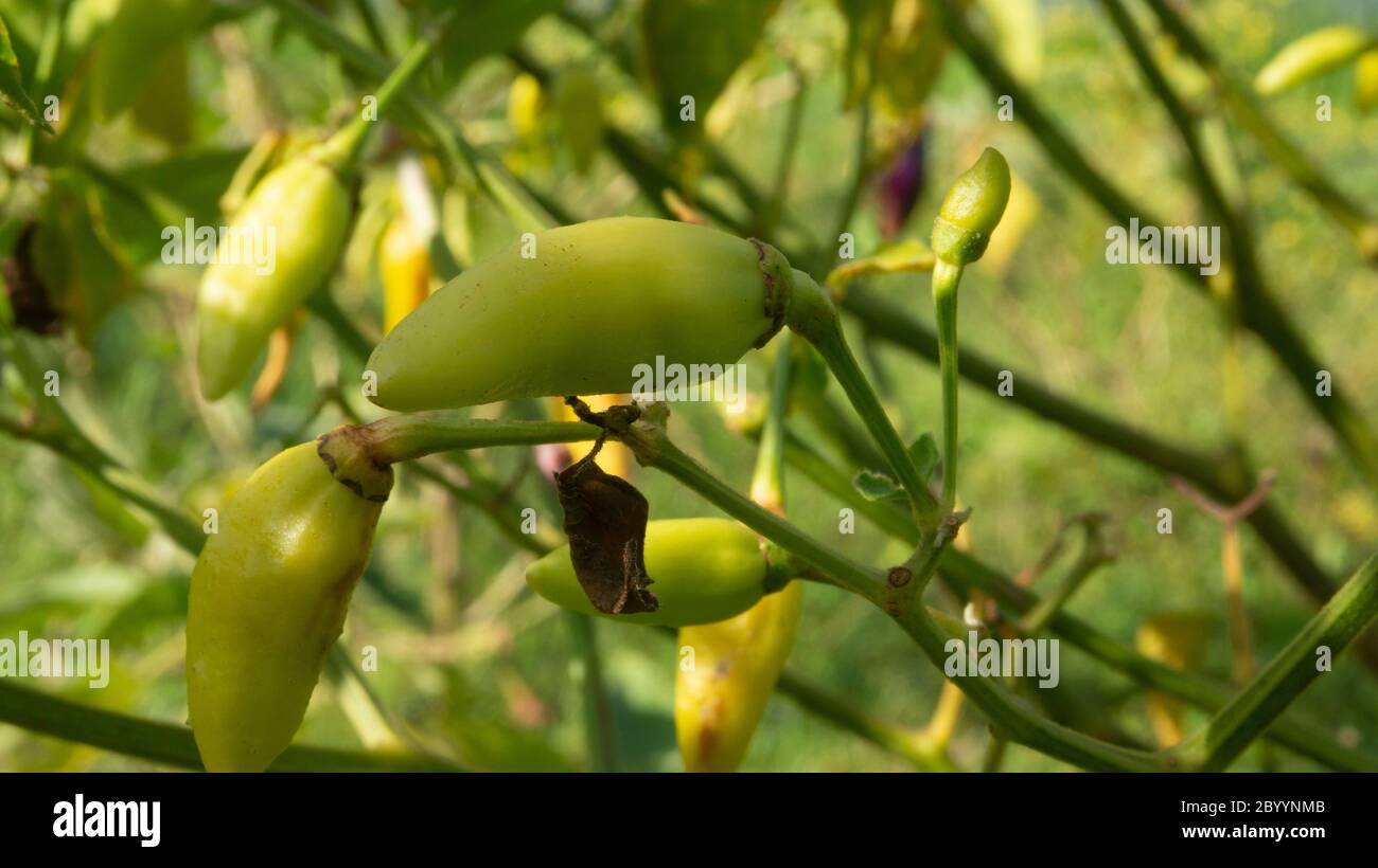 Chili cultivation, one of agriculture with good business value. Looks ...