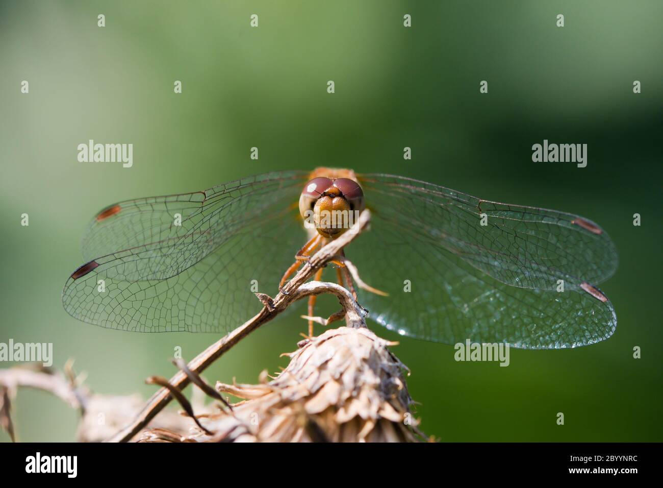 Wandering Glider Dragonfly Stock Photo - Alamy