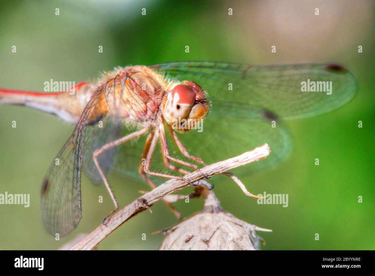 Common Darter Dragonfly in High Dynamic Range Stock Photo - Alamy