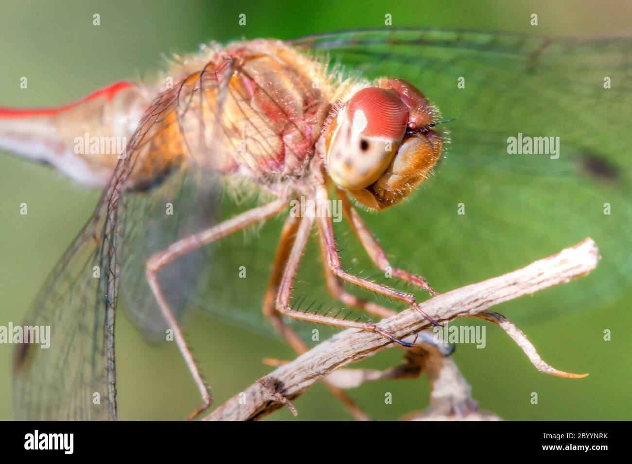 Common Darter Dragonfly in High Dynamic Range Stock Photo - Alamy