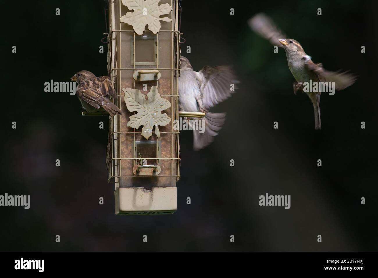 Songbird flying house hi-res stock photography and images - Alamy