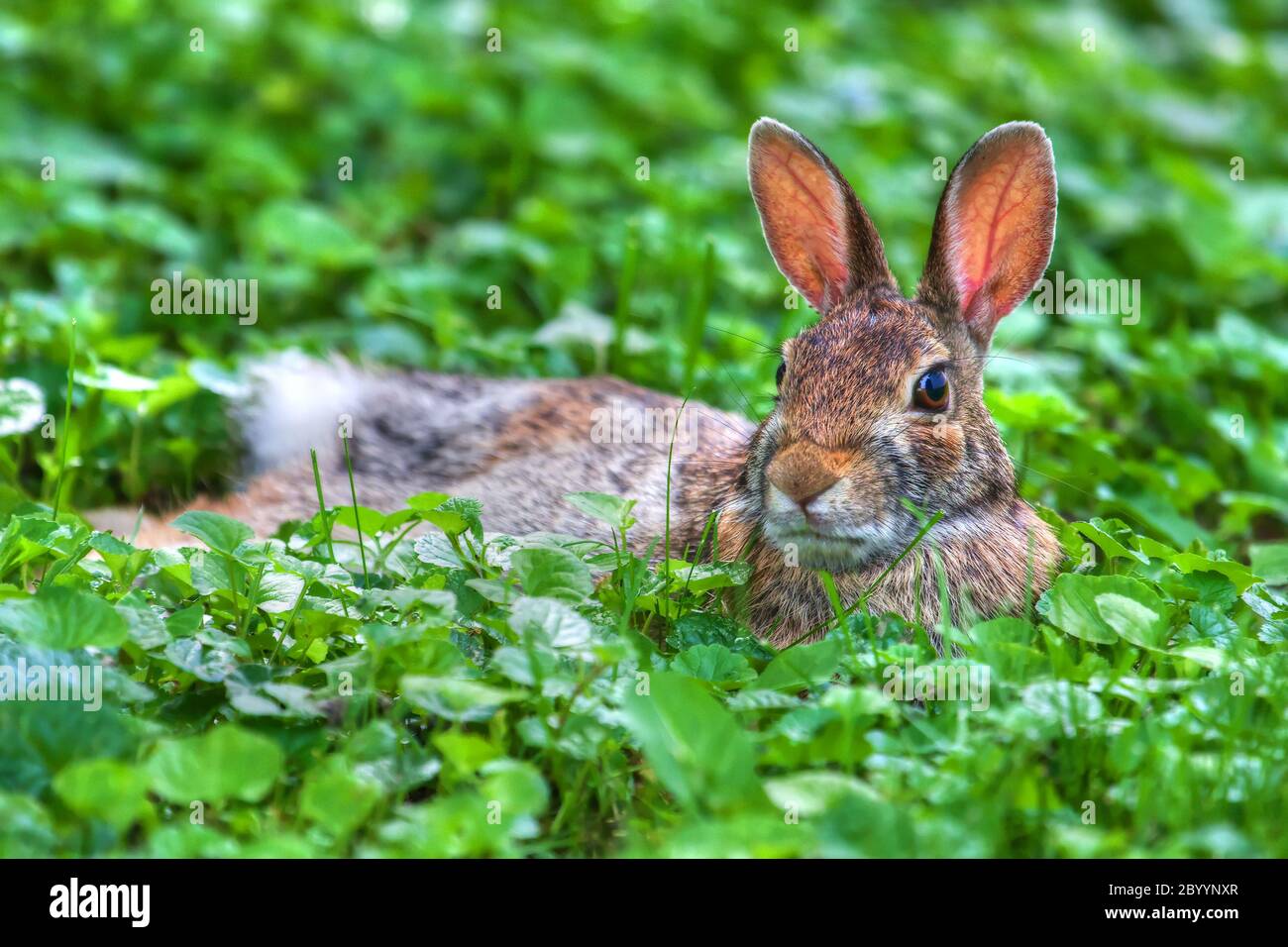 Rabbit in high grass hi-res stock photography and images - Alamy