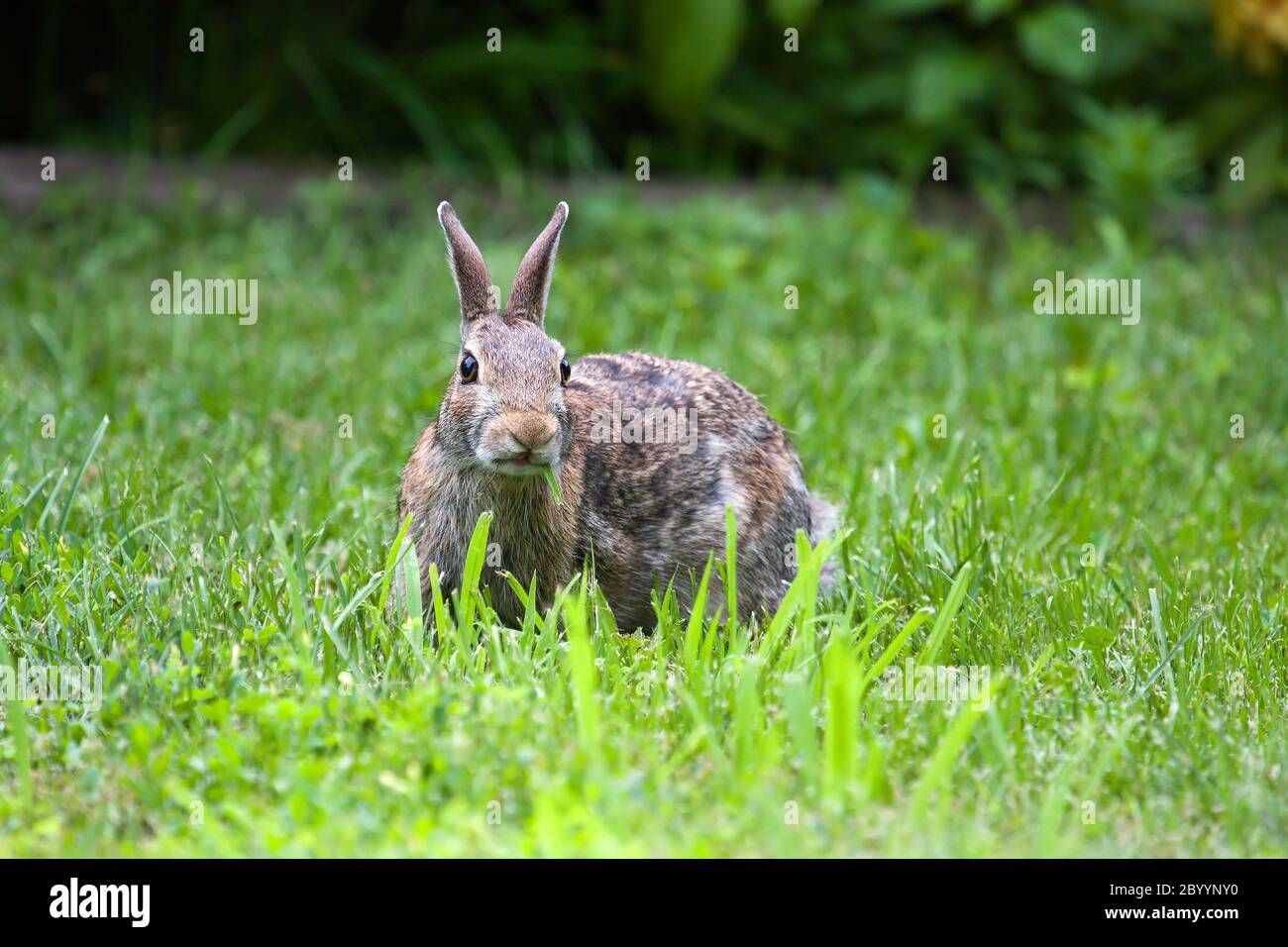 Black tailed jack rabbit hi-res stock photography and images - Alamy