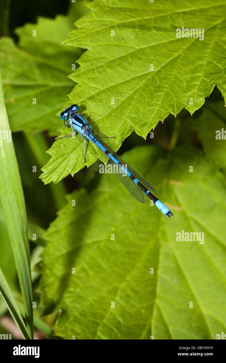 Common Blue Damselfly Stock Photo - Alamy