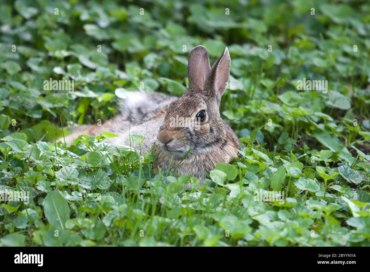 Rabbit bush hi-res stock photography and images - Alamy