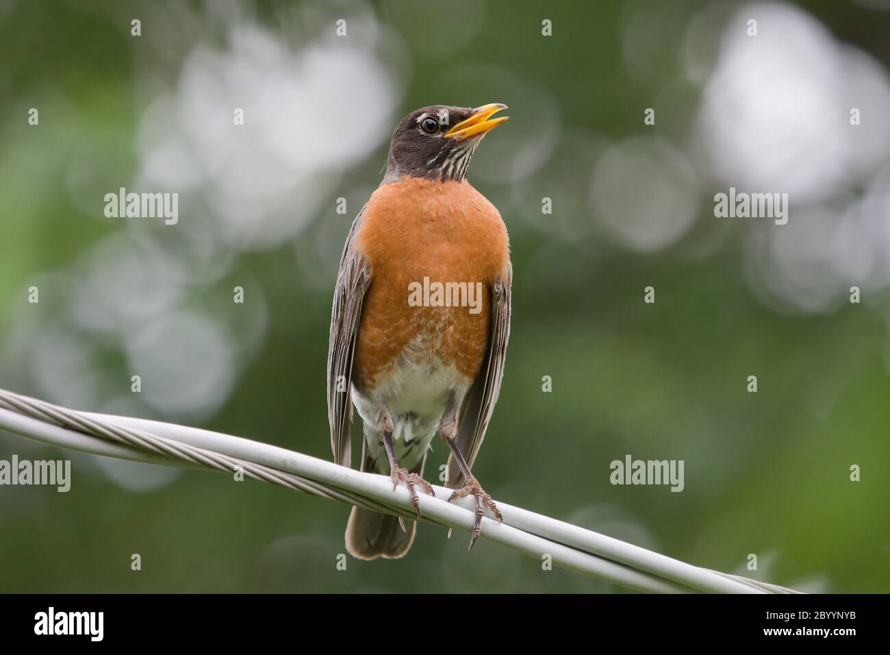 Robin on wire hi-res stock photography and images - Alamy