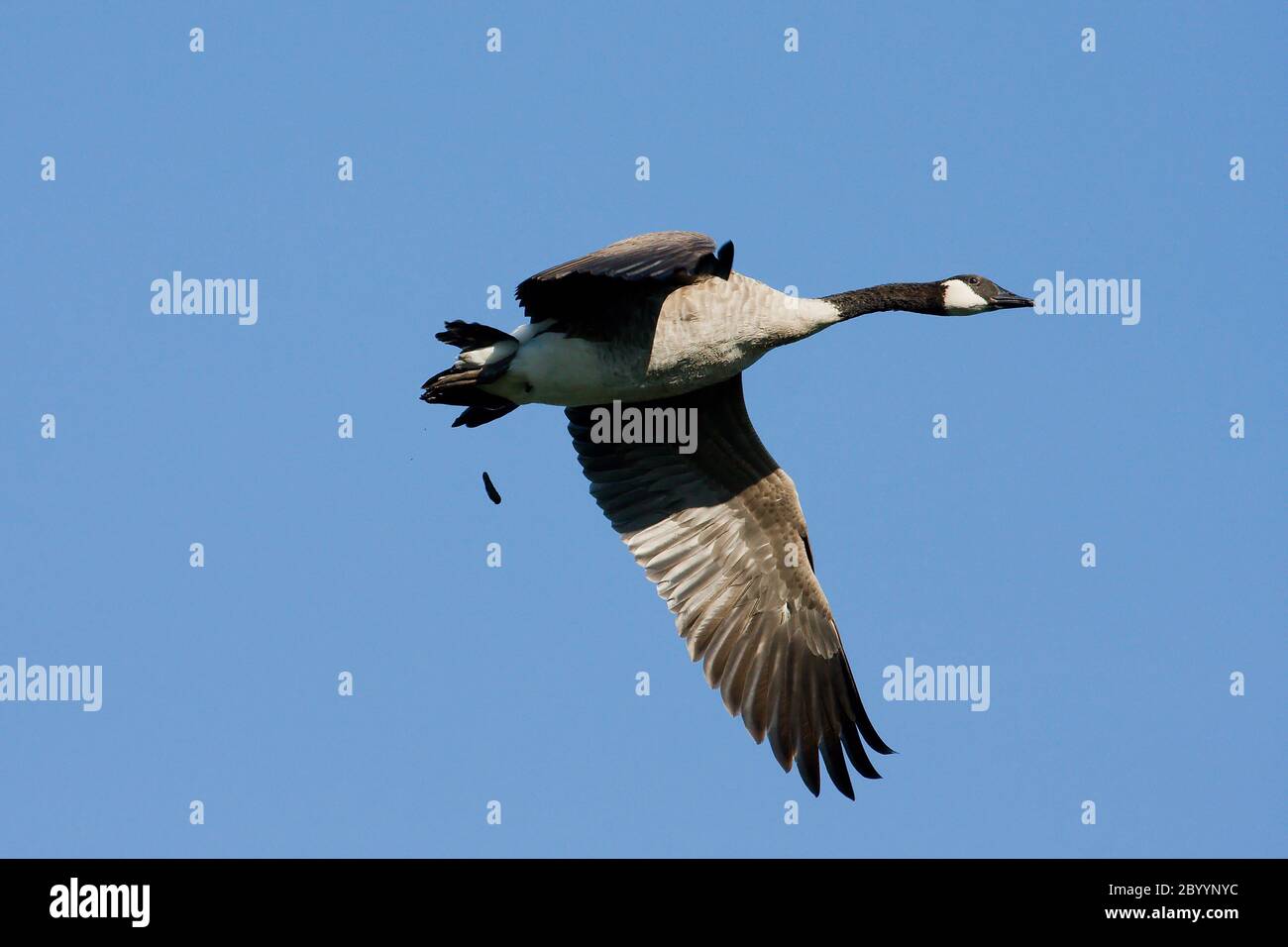 Goose Flying and Pooping Stock Photo - Alamy