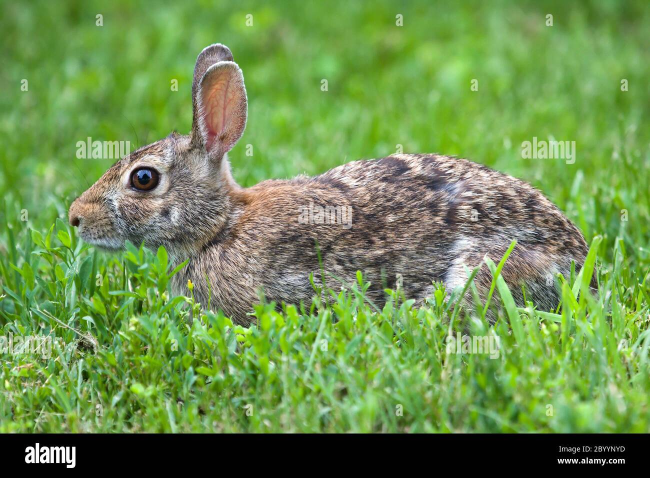 Rabbit feet hi-res stock photography and images - Alamy
