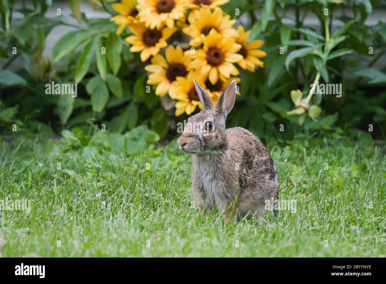Rabbit eating plants hi-res stock photography and images - Alamy