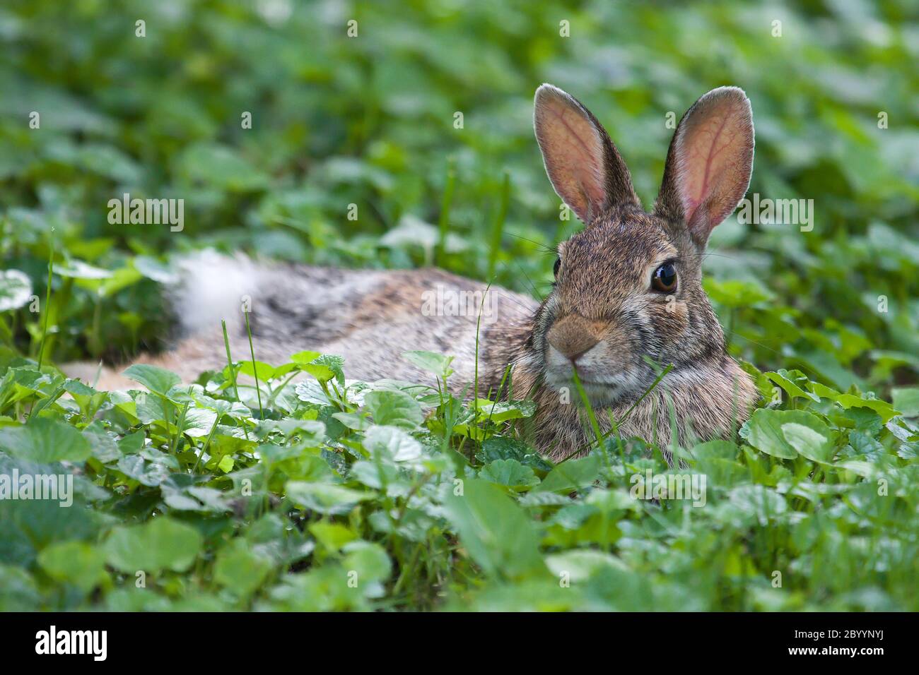 Rabbit feet hi-res stock photography and images - Alamy