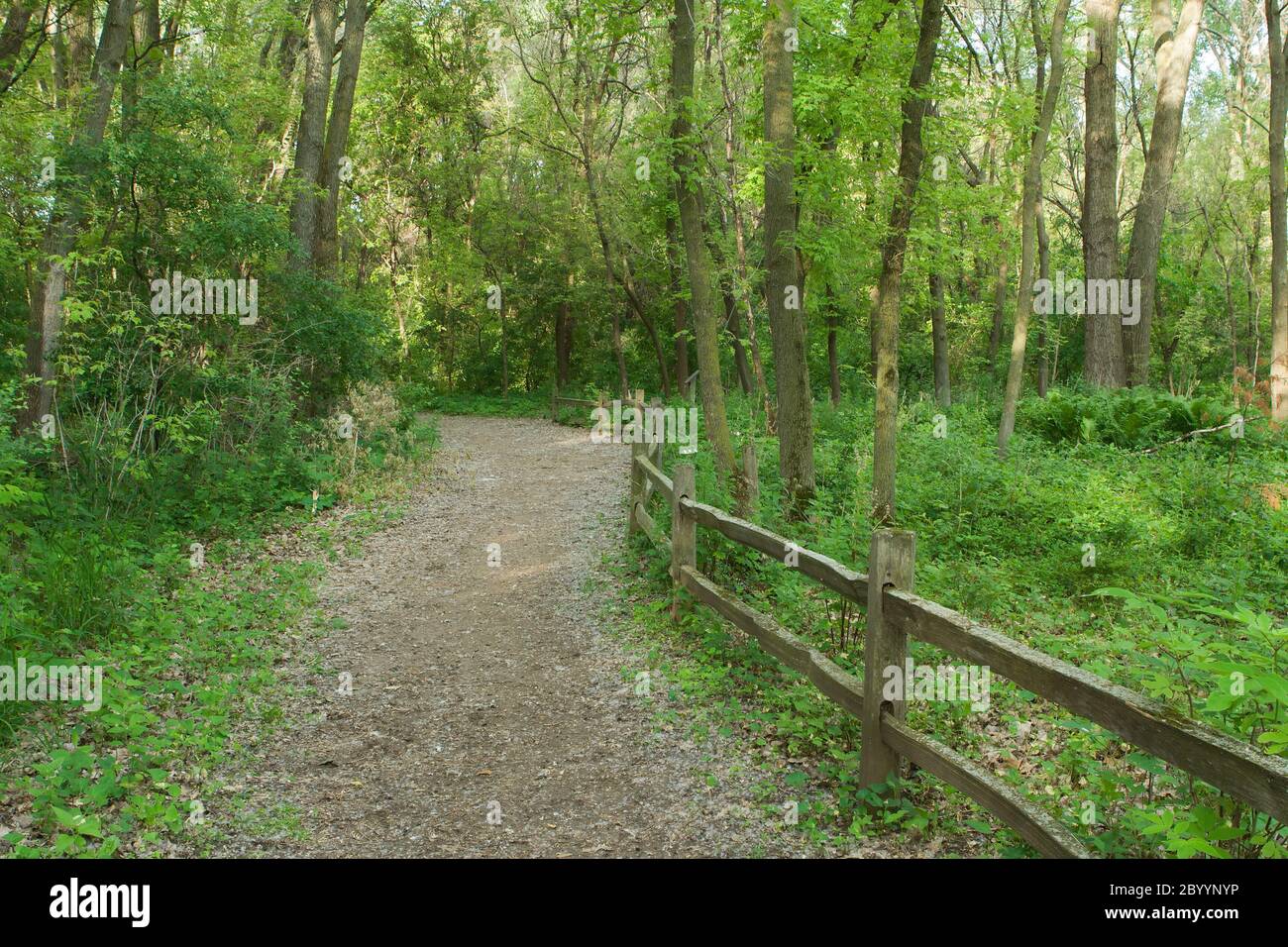 Path into the Forest Stock Photo - Alamy