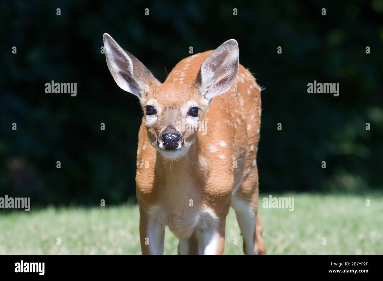 Deer Looking Mad Stock Photo - Alamy