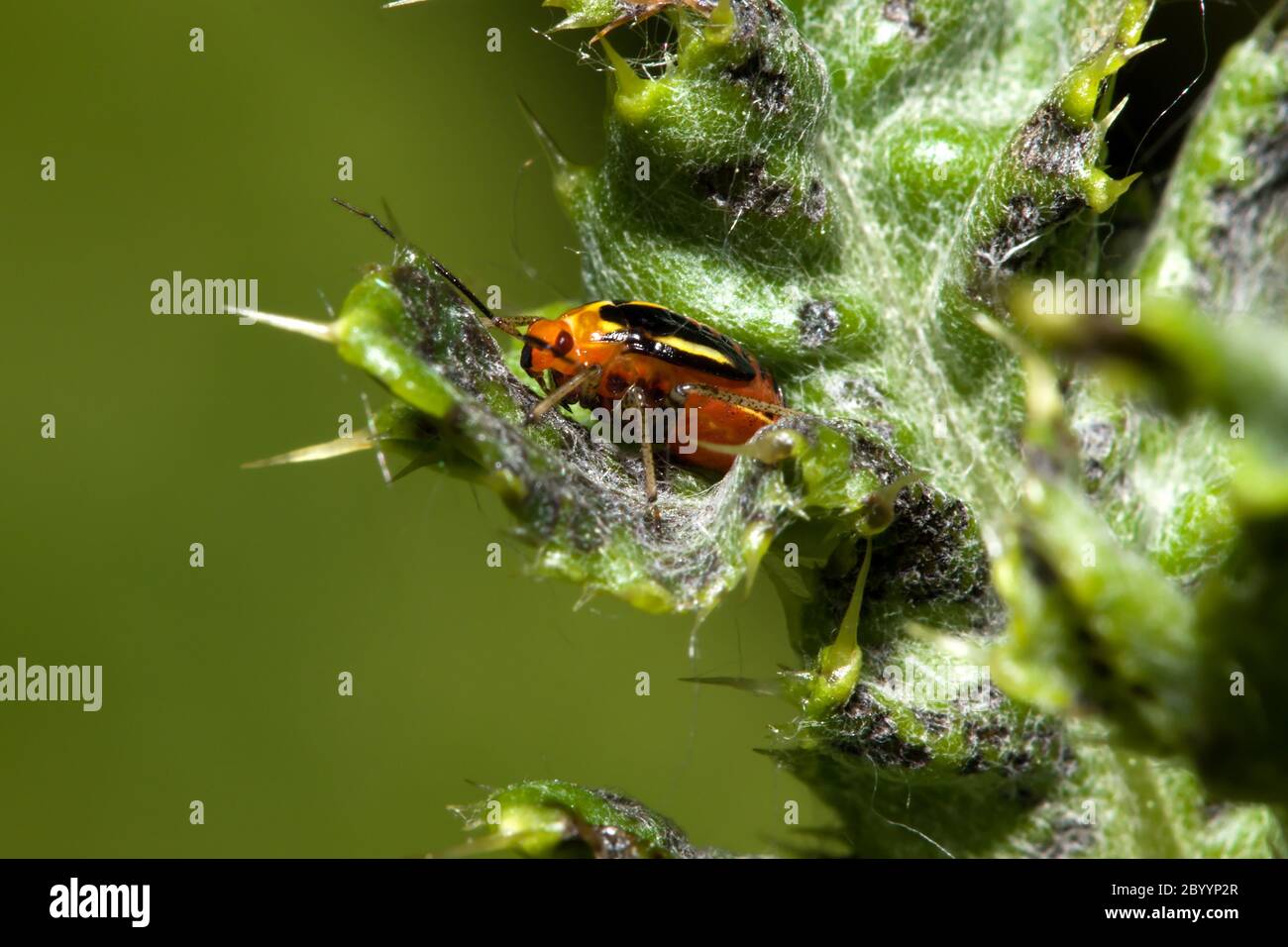 Four Lined Plant Bug Stock Photo - Alamy