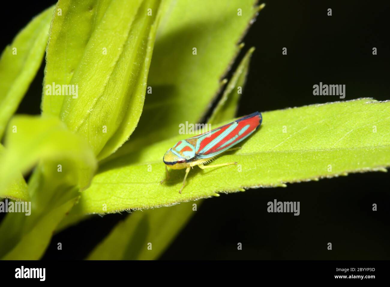 Redbanded leaf hopper hi-res stock photography and images - Alamy