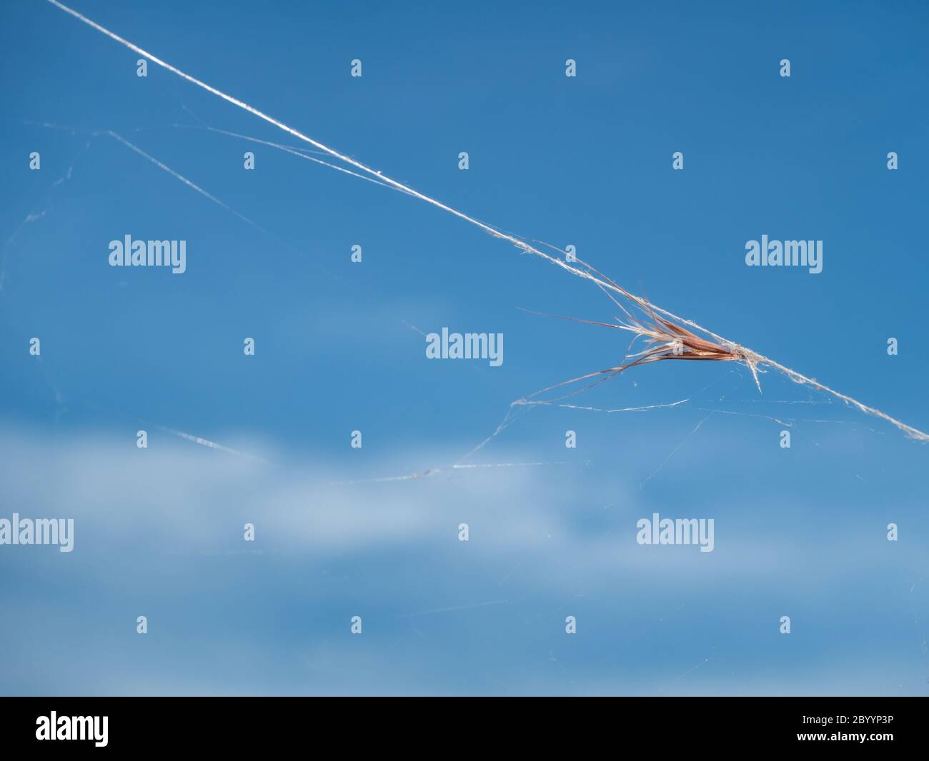 Seed caught in a web hi-res stock photography and images - Alamy