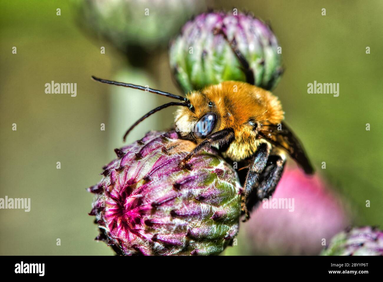 Colorful bee hi-res stock photography and images - Alamy