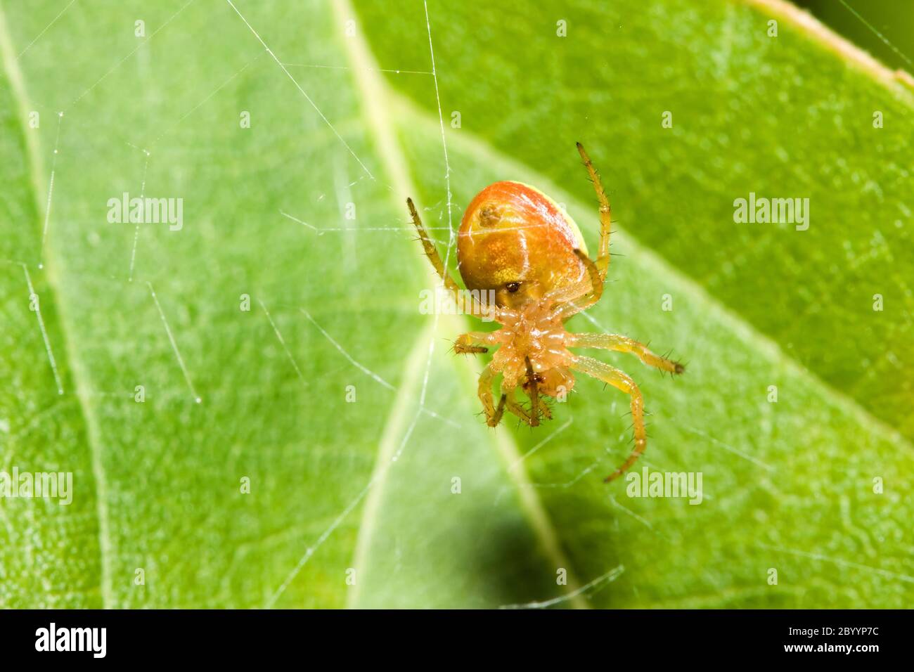 Female Cobweb Spider Stock Photo - Alamy