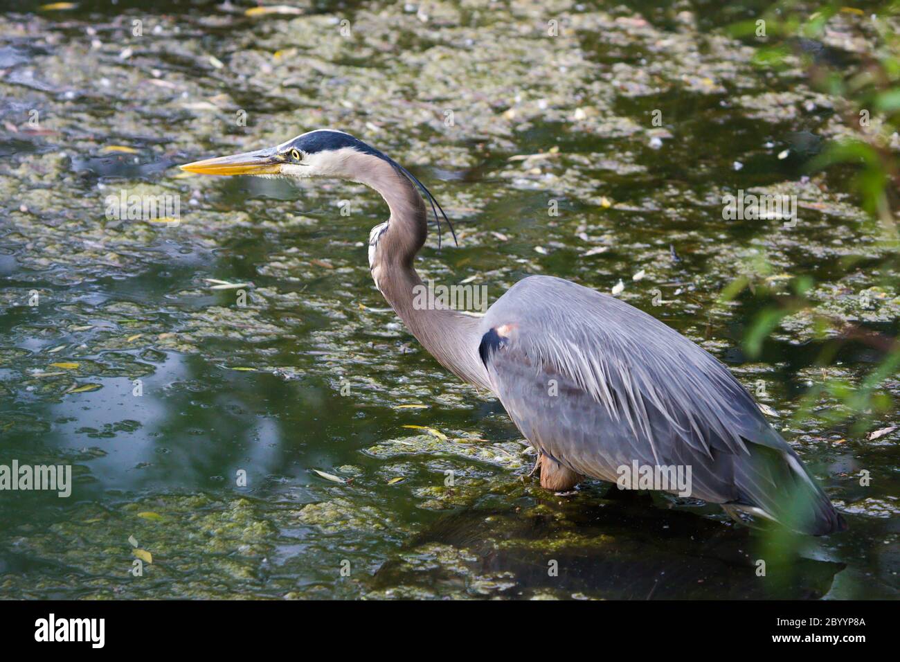 Us hunting bird hi-res stock photography and images - Alamy