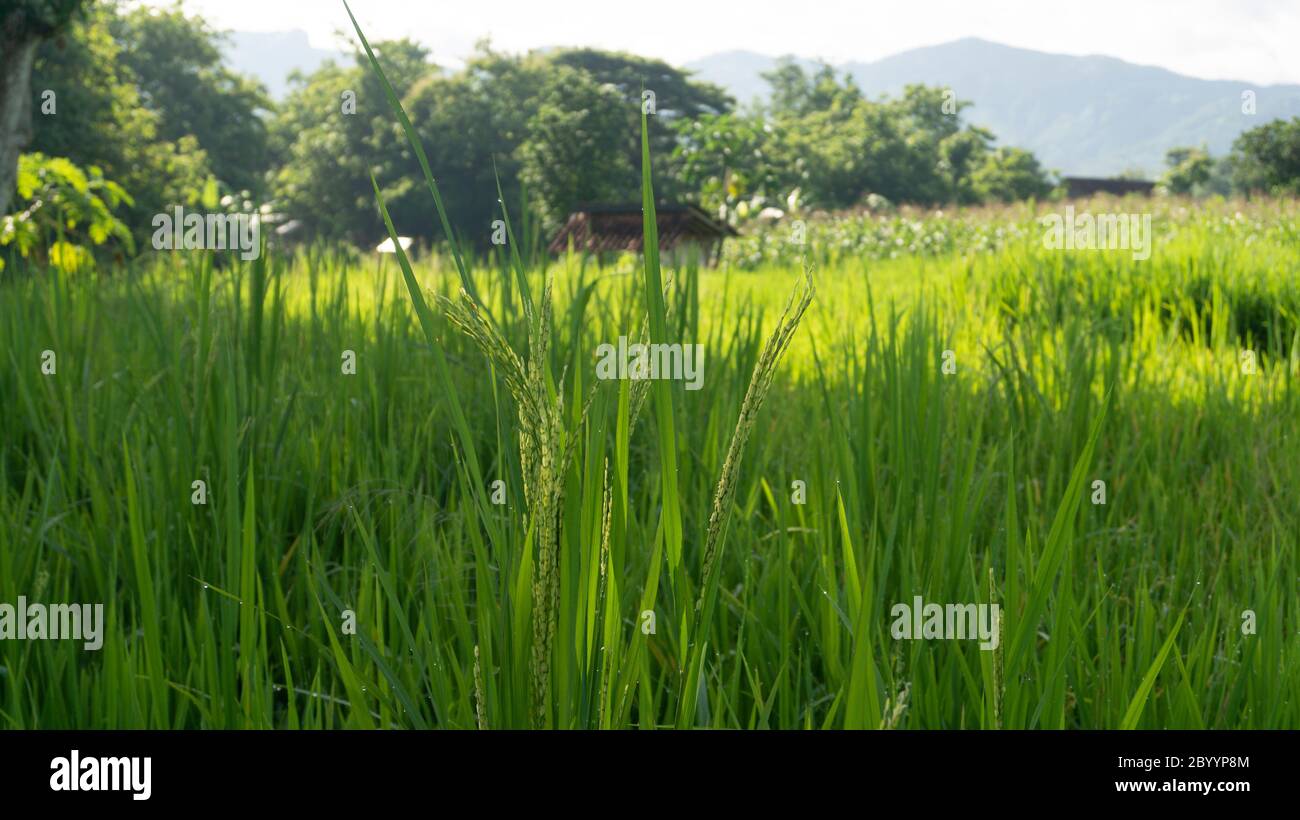Rice plants with a hut background, looks green and beautiful describe ...