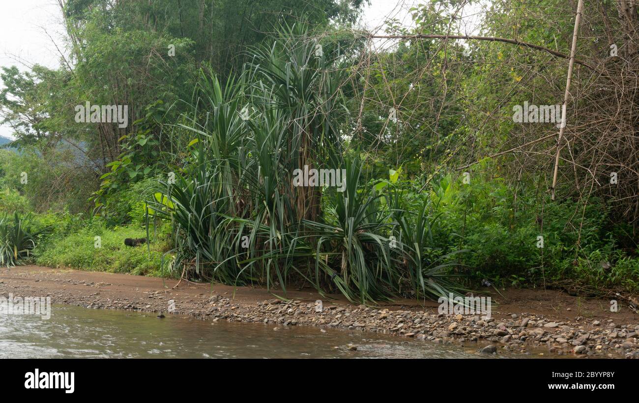 River stream with trees around it. Water flows with a small discharge ...