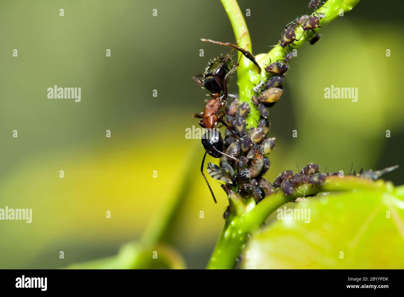 Bull ant hi-res stock photography and images - Alamy