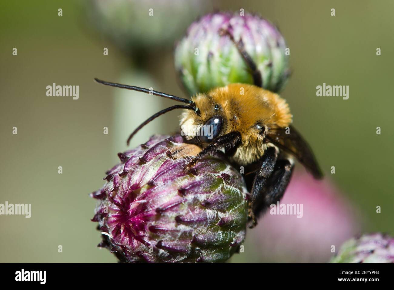 Colorful bee hi-res stock photography and images - Alamy