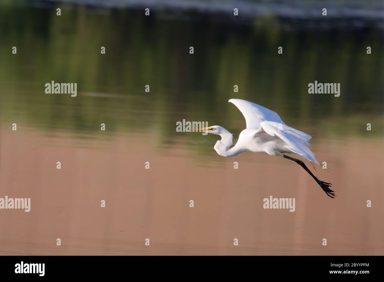 Great White Egret in Flight Stock Photo - Alamy