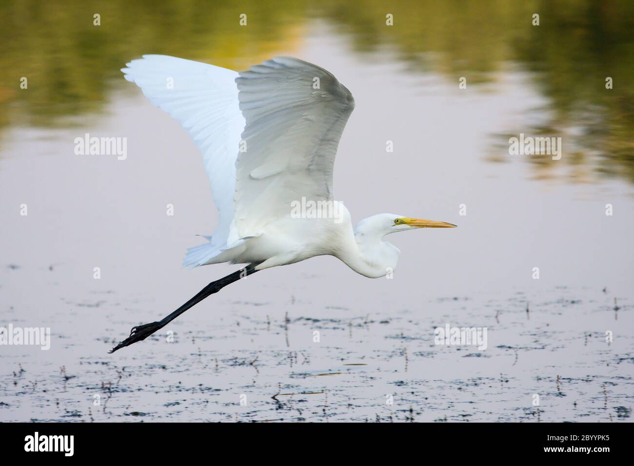 Great Egret Flying Stock Photo - Alamy
