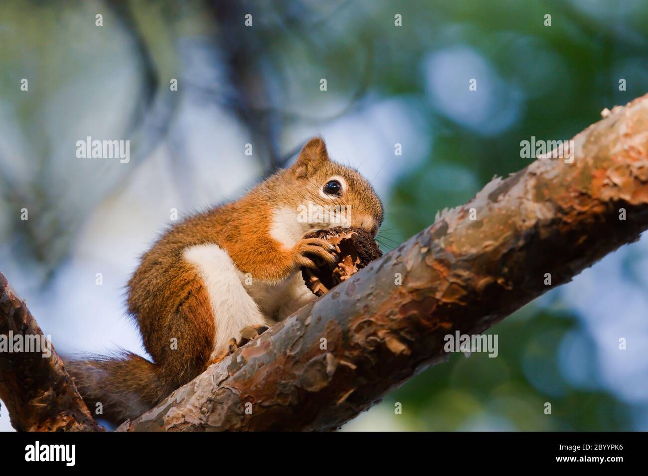 Squirrel eating a Walnut Stock Photo - Alamy