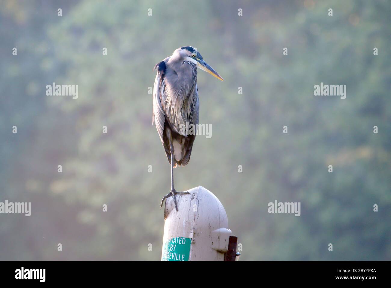 Great Blue Egret Stock Photo - Alamy