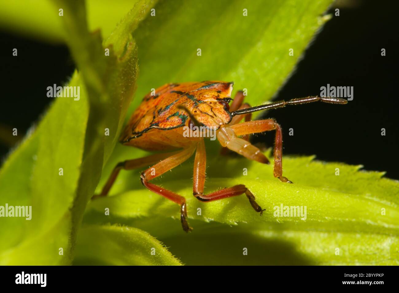 Shield bug known stink hi-res stock photography and images - Alamy