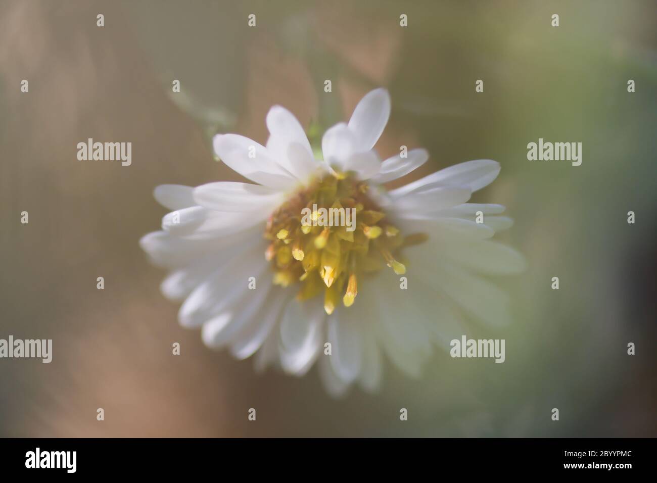 Beautiful soft Daisy Stock Photo - Alamy