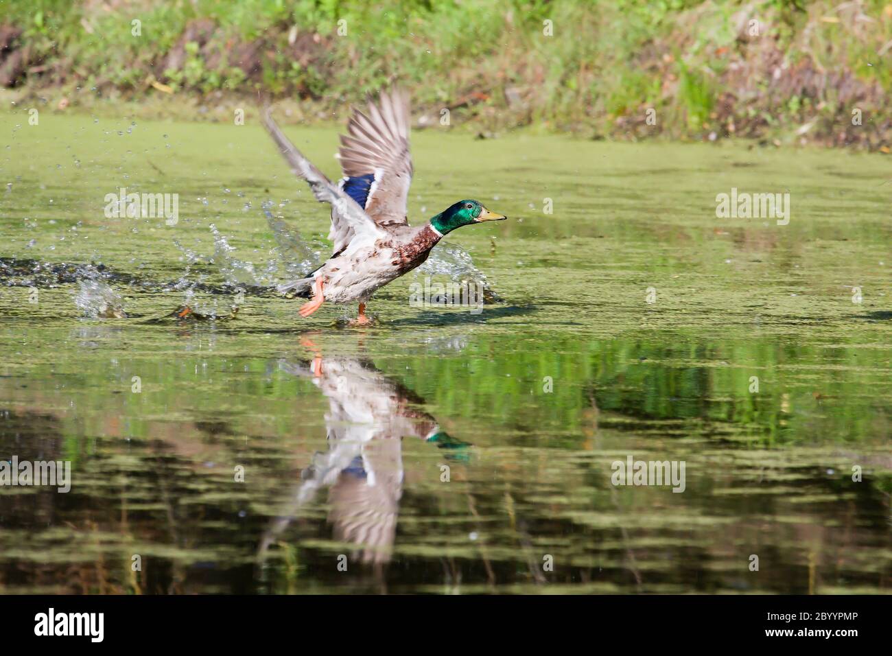 Mallard taking off Stock Photo - Alamy