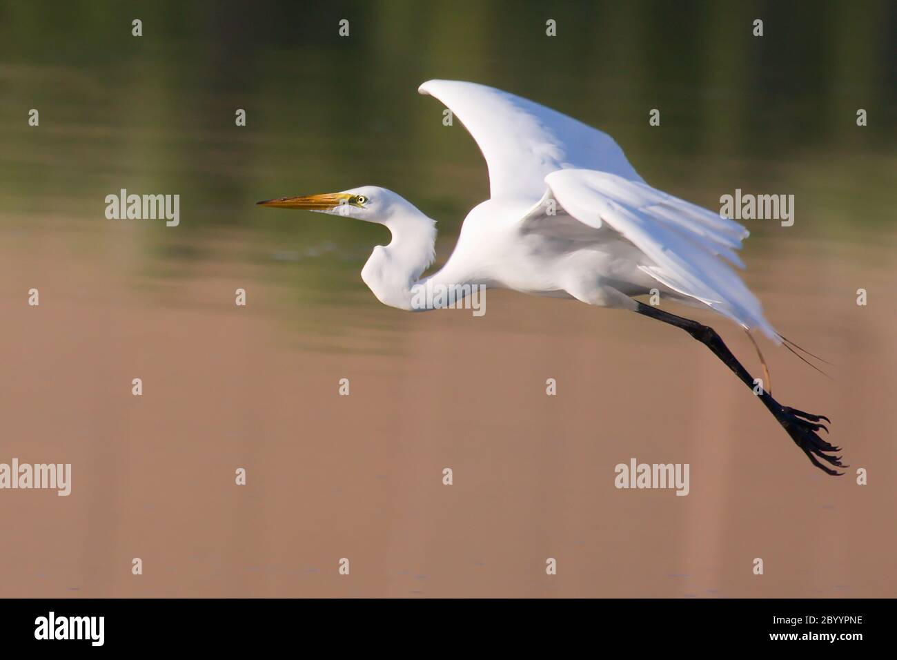 Great White Egret in Flight in HDR Stock Photo - Alamy