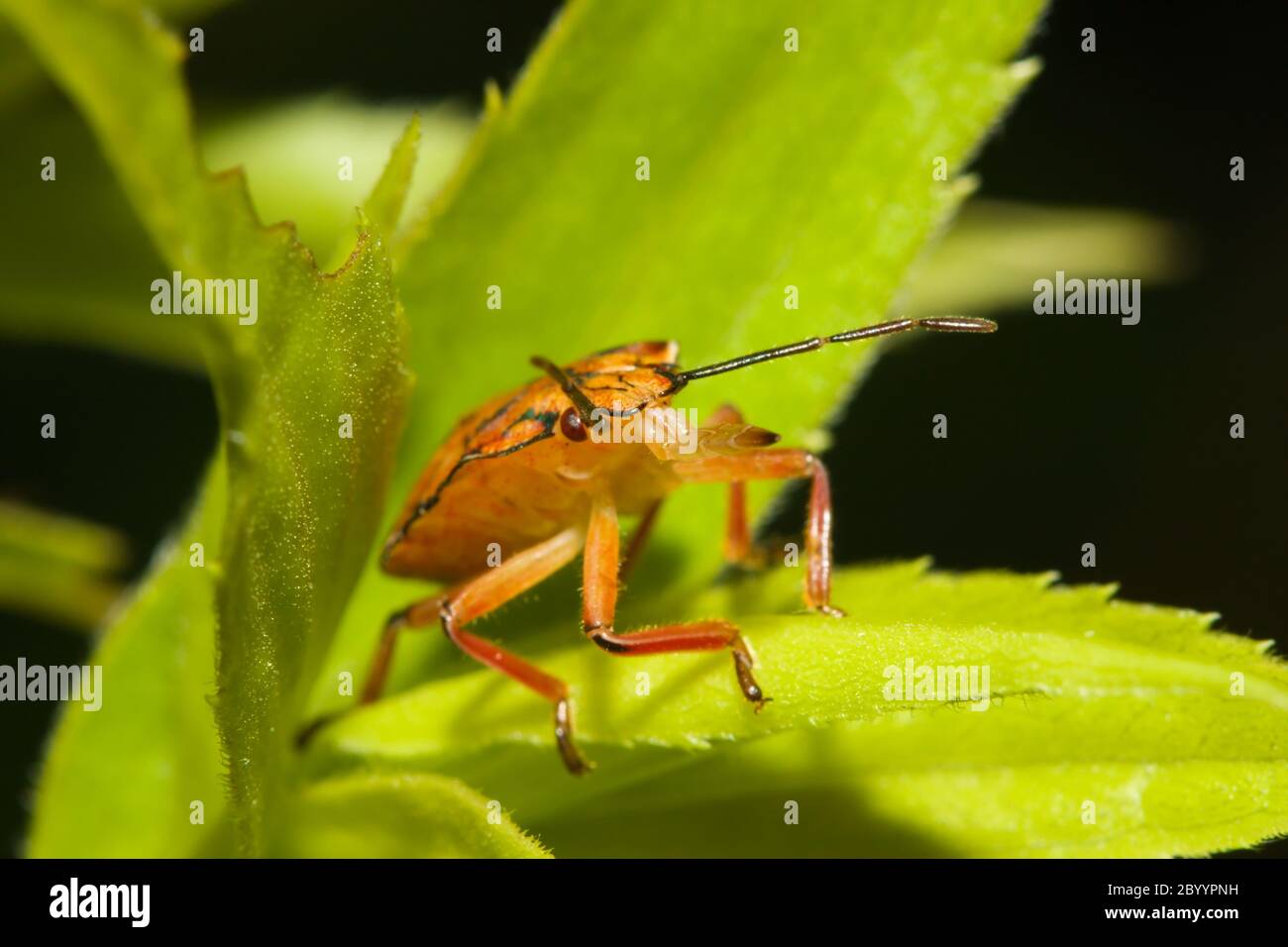 Shield bugs, also known as stink bugs Stock Photo - Alamy