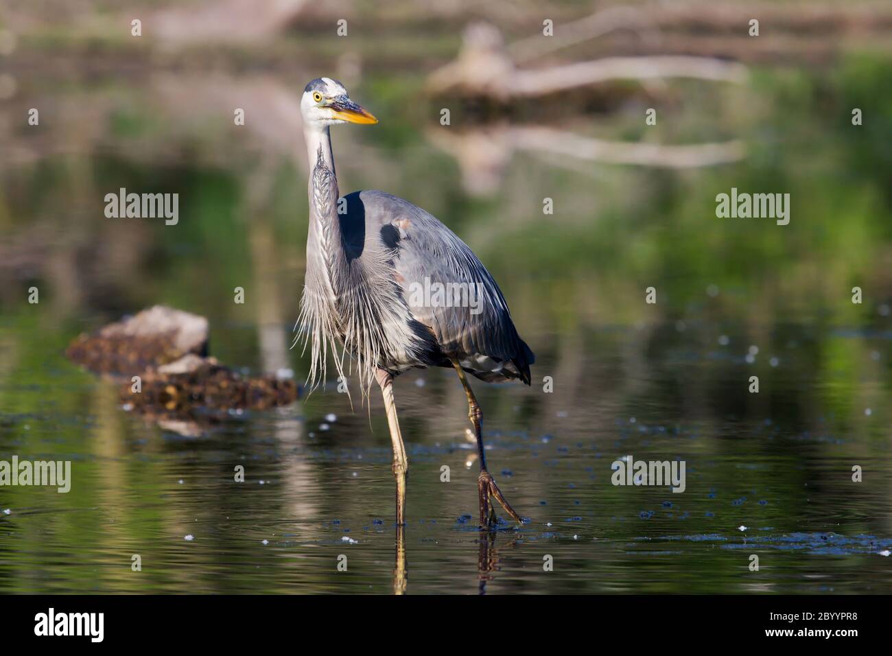 Us Hunting Bird High Resolution Stock Photography and Images - Alamy