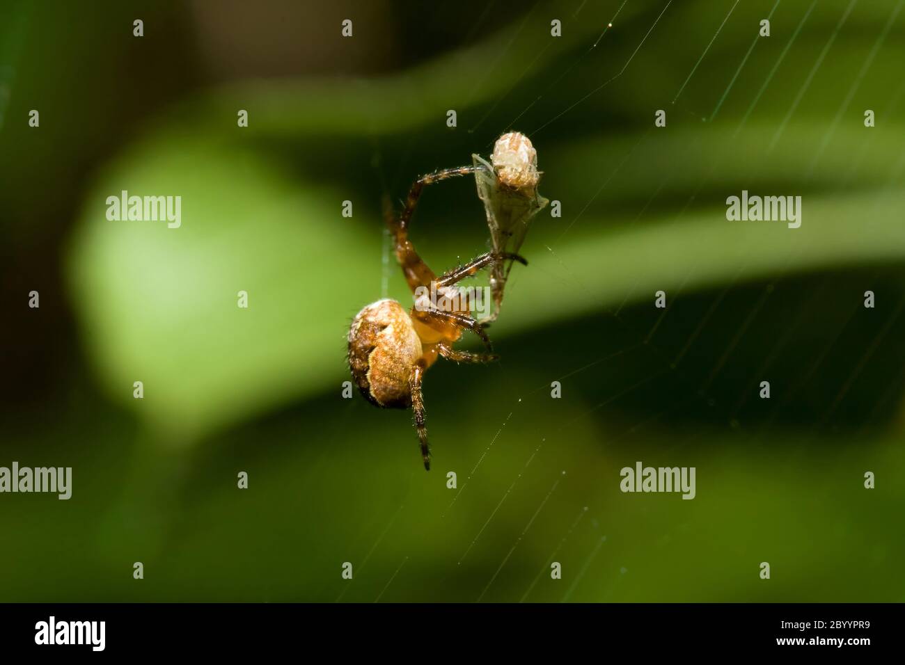 Female Cobweb Spider and Pray Stock Photo - Alamy
