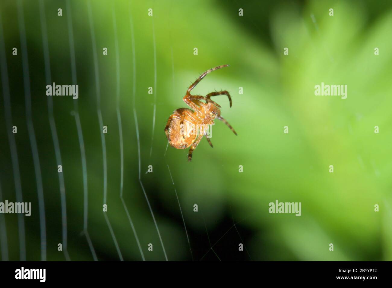 Female Cobweb Spider Stock Photo - Alamy