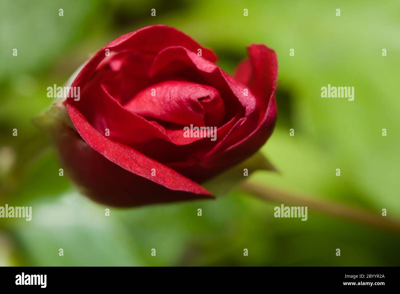 Wild Red Rose Stock Photo - Alamy