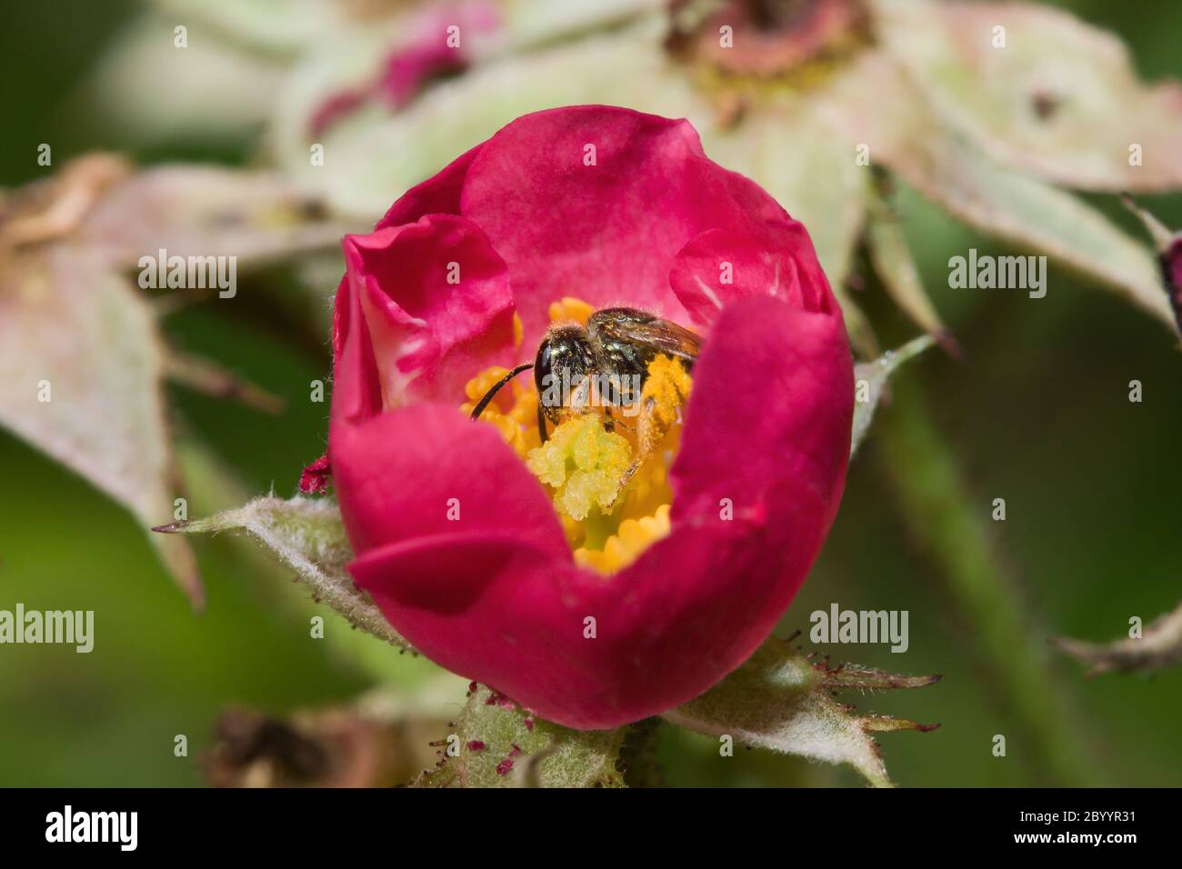 Animal and squash hi-res stock photography and images - Alamy