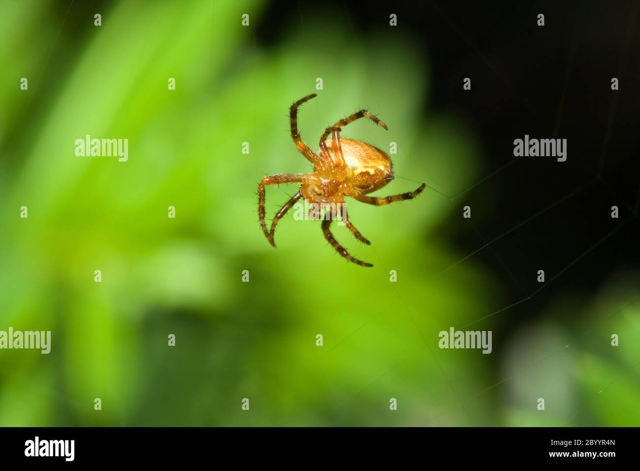 Female Cobweb Spider Stock Photo - Alamy