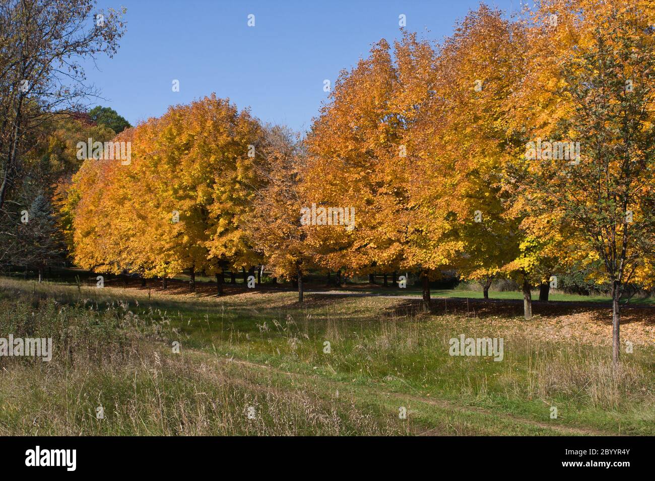 Golden colors hi-res stock photography and images - Alamy