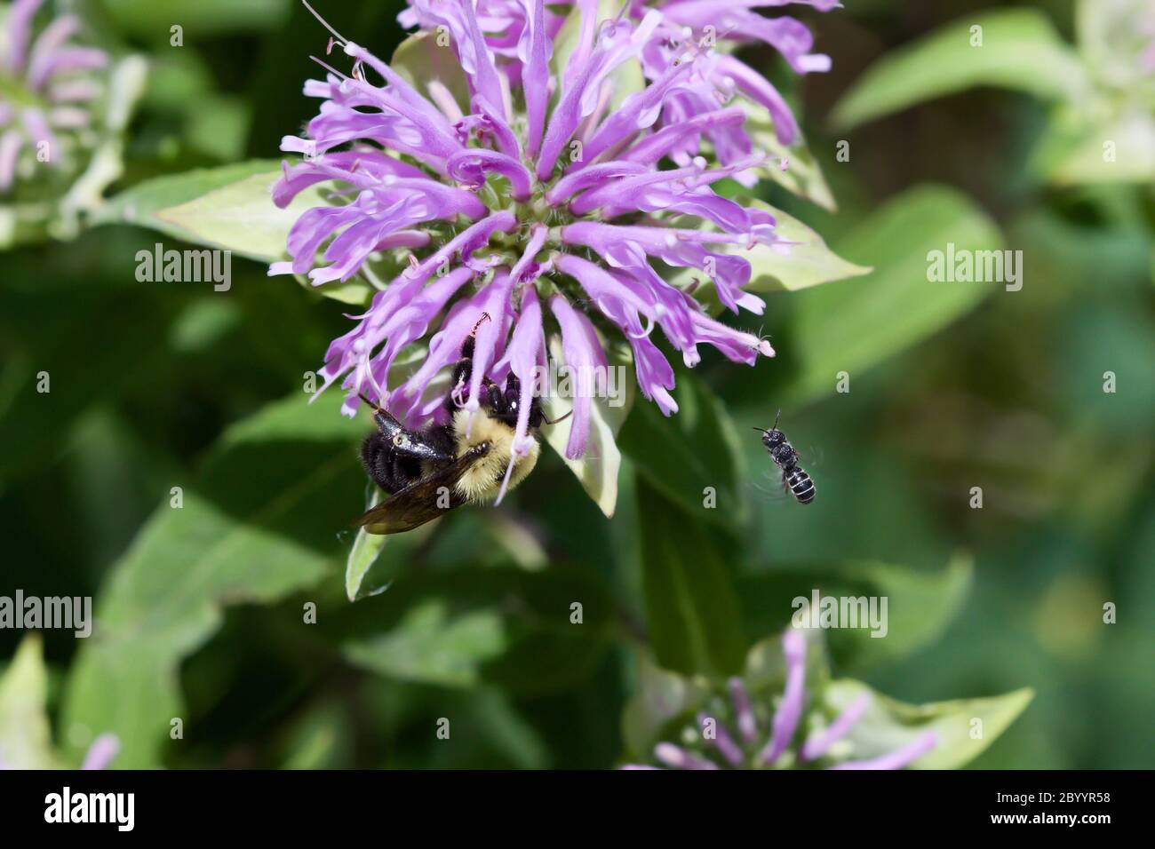 Bumblebee fight hi-res stock photography and images - Alamy