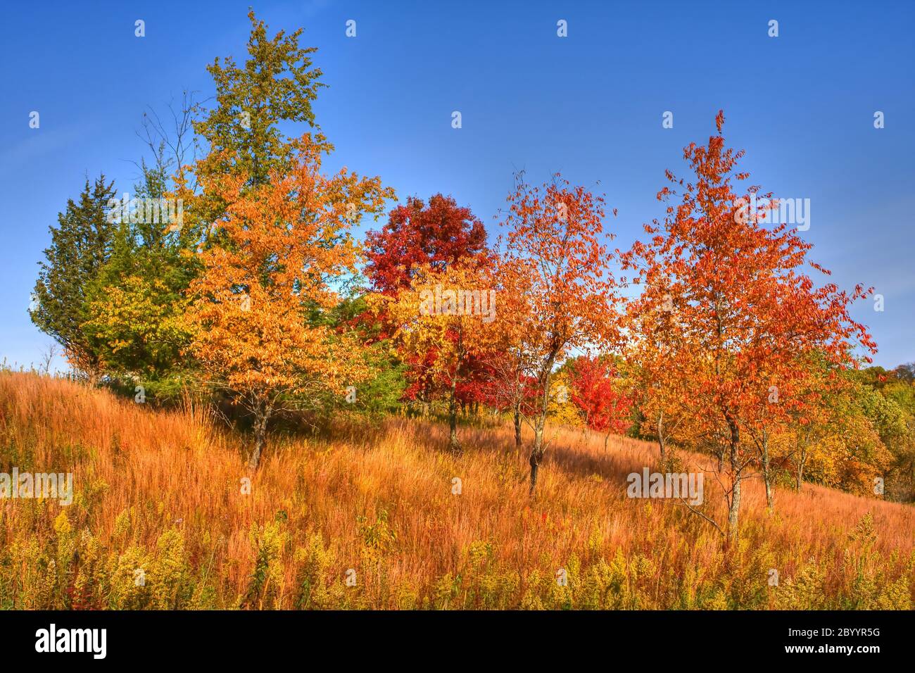 Forest Trees in High Dynamic Range Stock Photo - Alamy