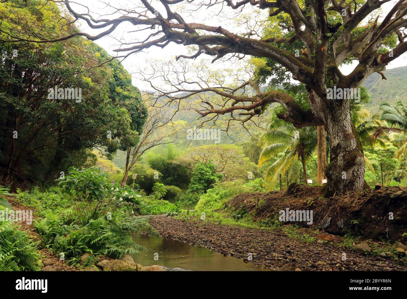 Scenic view of residential neighborhood between lush tropical plants ...