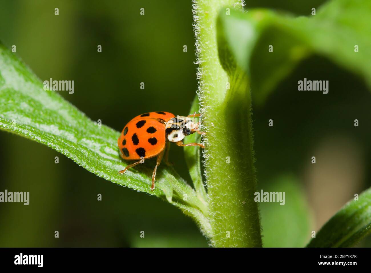 Asian lady beetles hi-res stock photography and images - Alamy