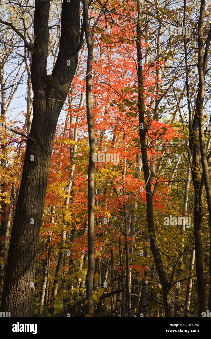 Colors of the Fall Stock Photo - Alamy
